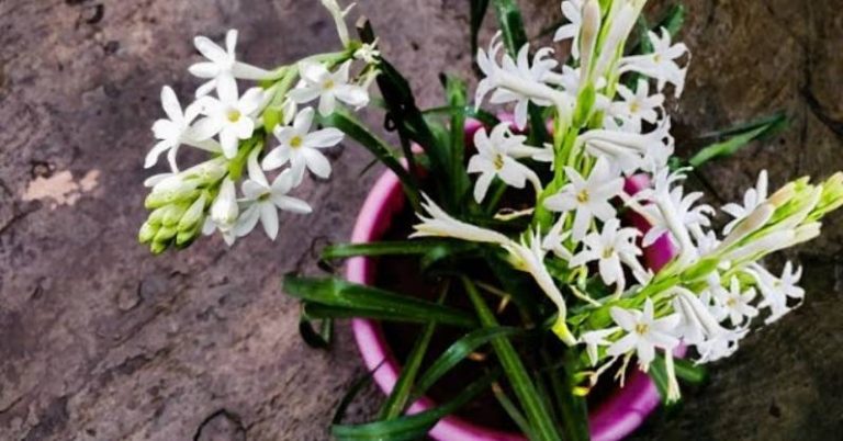 What Is Nardos Flower? Origin, Uses, Care & Facts - The Gardeners World