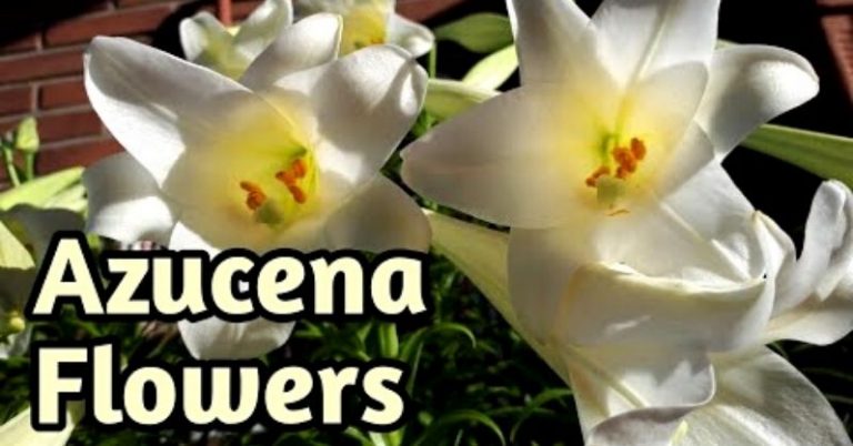 What Is Azucena Flower? Origin, Uses, Care & Facts - The Gardeners World
