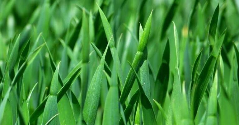 C4 Plants Examples: The Ultimate Photosynthesizers (With Pictures ...