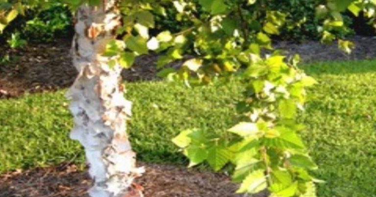 Monoecious Plants Examples And How To Identify Them - The Gardeners World