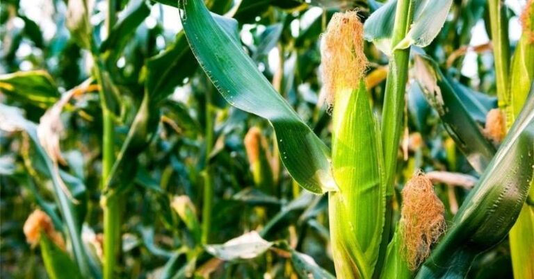 C4 Plants Examples: The Ultimate Photosynthesizers (With Pictures ...