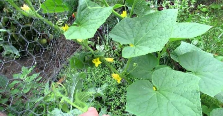 Monoecious Plants Examples And How To Identify Them - The Gardeners World