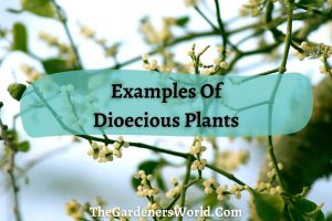 A Comprehensive Guide To Dioecious Plants With Examples - The Gardeners ...