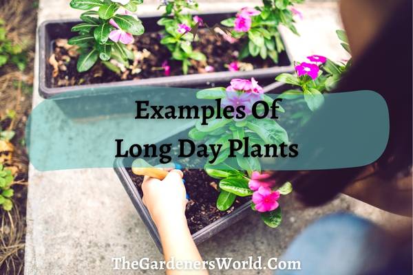 10 Long Day Plants That Will Brighten Your Summer With Pictures The 