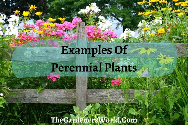 15 Popular Perennial Plants To Plant In Your Garden The Gardeners World 15 Popular Perennial Plants To Plant In Your Garden The Gardeners World
