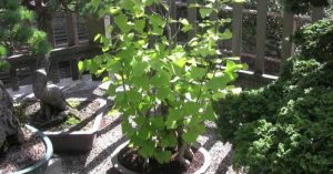 A Comprehensive Guide To Dioecious Plants With Examples - The Gardeners ...