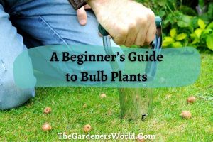 A Beginner’s Guide To Bulb Plants: Tips & Examples - The Gardeners World