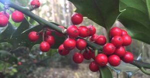 A Comprehensive Guide To Dioecious Plants With Examples - The Gardeners ...