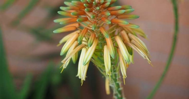 A Comprehensive List Of Monocot Plants For Tree Lovers (With Pictures ...