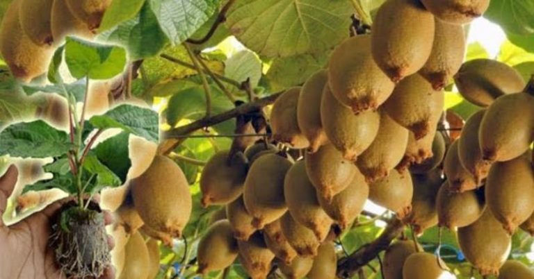 A Comprehensive Guide To Dioecious Plants With Examples - The Gardeners ...