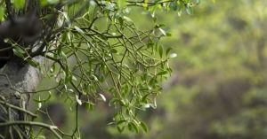 A Comprehensive Guide To Dioecious Plants With Examples - The Gardeners ...