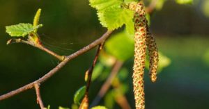 Monoecious Plants Examples And How To Identify Them - The Gardeners World