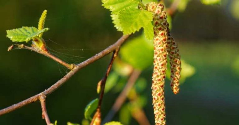 Monoecious Plants Examples And How To Identify Them - The Gardeners World