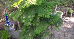 Monoecious Plants Examples And How To Identify Them - The Gardeners World