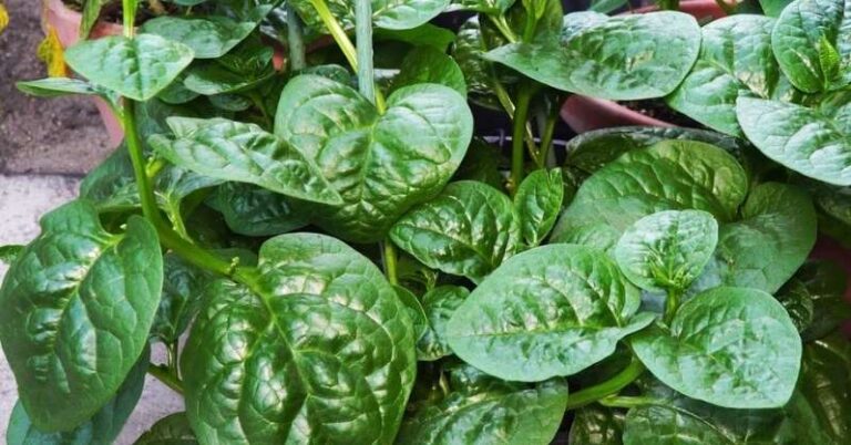 A Comprehensive Guide To Dioecious Plants With Examples - The Gardeners ...