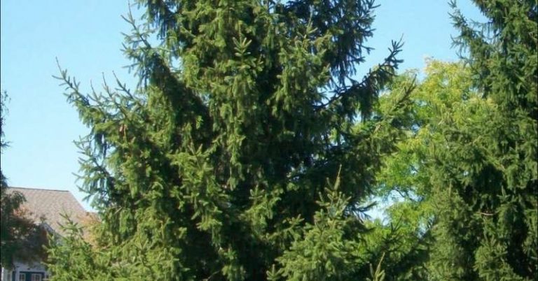 Monoecious Plants Examples And How To Identify Them - The Gardeners World