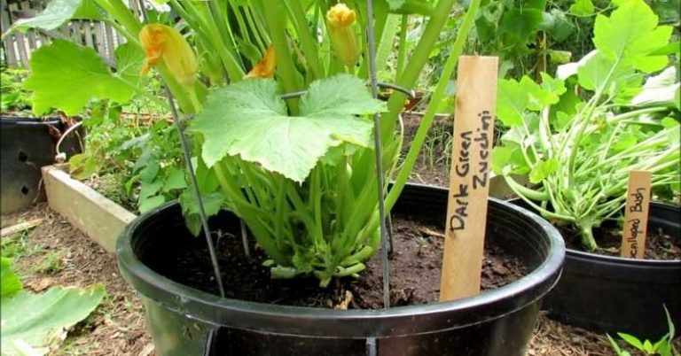 Monoecious Plants Examples And How To Identify Them - The Gardeners World