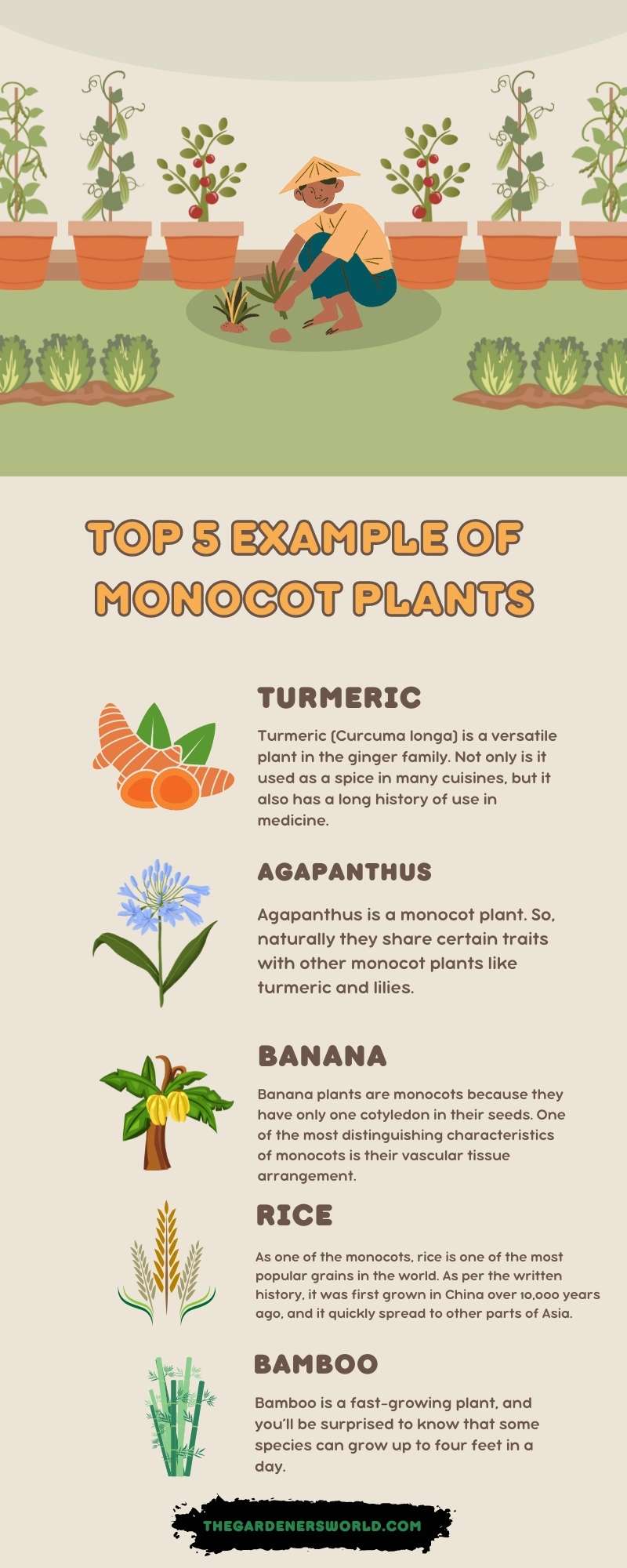 A Comprehensive List Of Monocot Plants For Tree Lovers With Pictures A Comprehensive List Of Monocot Plants For Tree Lovers With Pictures