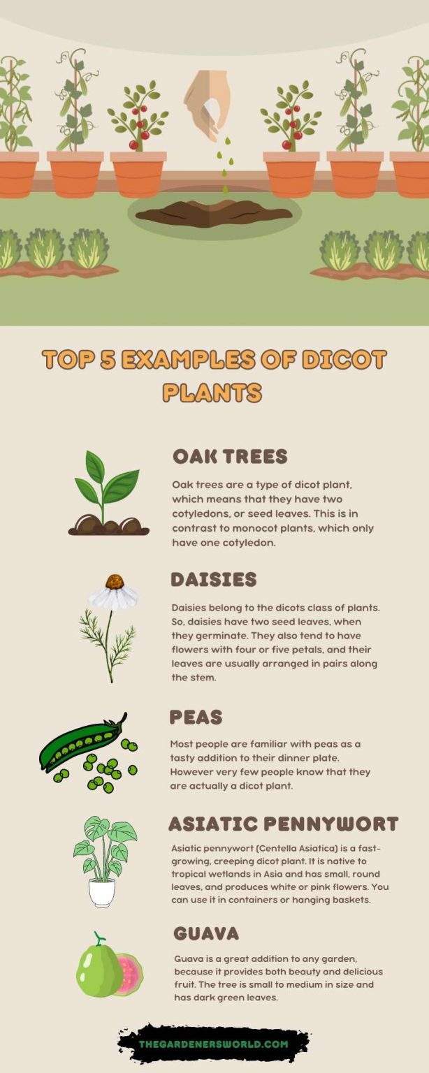 What Are Some Dicot Plants Examples? - The Gardeners World