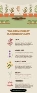 10 Examples Of Flowering Plants - The Gardeners World