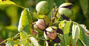 Monoecious Plants Examples And How To Identify Them - The Gardeners World