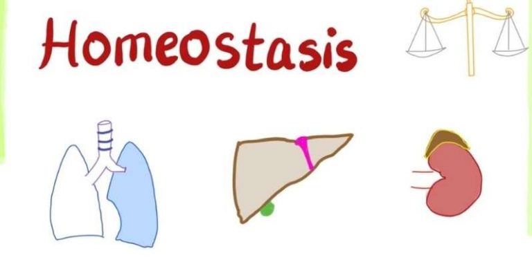 Maintaining A Balance: How Homeostasis In Plants Keep Them Healthy ...