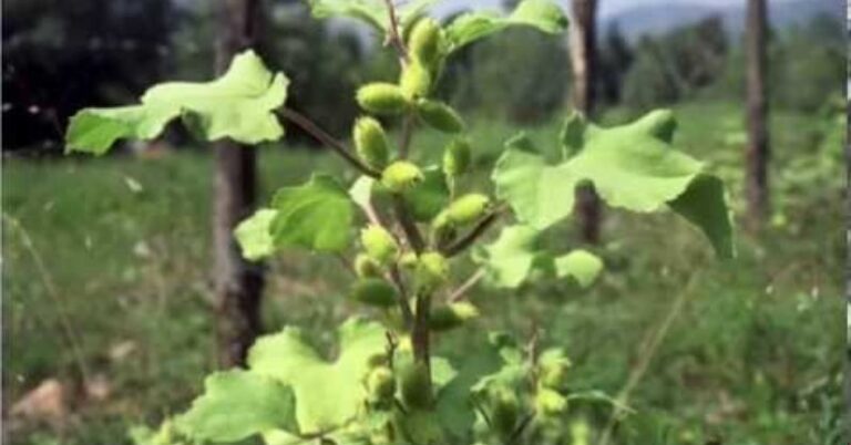 5 Short Day Plants That You Can Grow In Your Garden - The Gardeners World