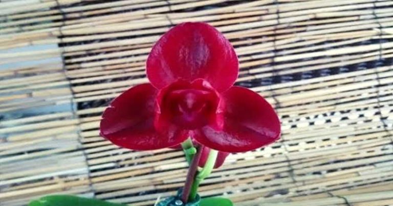 Red Orchid: All You Need To Know About The Fascinating Flower - The ...