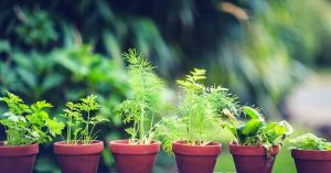 Are Plants Sentient? An In-Depth Analysis - The Gardeners World