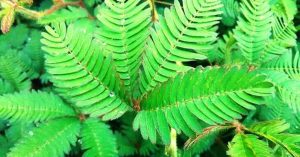 Are Plants Sentient? An In-Depth Analysis - The Gardeners World