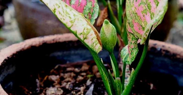 Caladium Strawberry Star: All You Need To Know - The Gardeners World