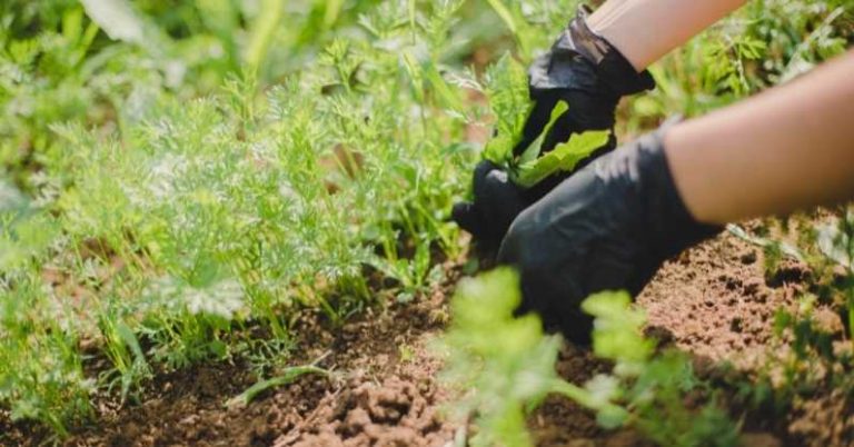 Piper Crocatum | Uses, Origin & Propagation - The Gardeners World