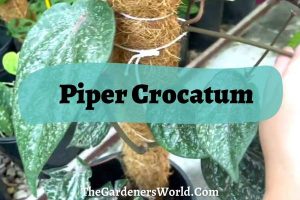 Piper Crocatum | Uses, Origin & Propagation - The Gardeners World