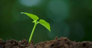 What Is Plant Embryo? Everything You Need To Know - The Gardeners World