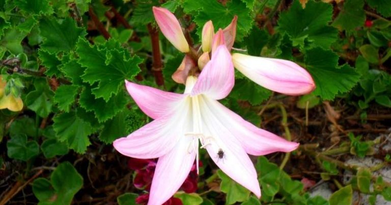 What Is Azucena Flower? Origin, Uses, Care & Facts - The Gardeners World