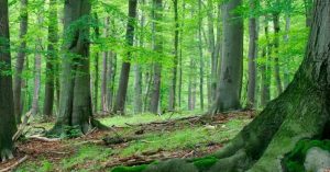 7 Popular Deciduous Forest Plants You Should Know About - The Gardeners ...