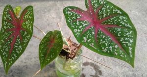 Caladium Strawberry Star: All You Need To Know - The Gardeners World