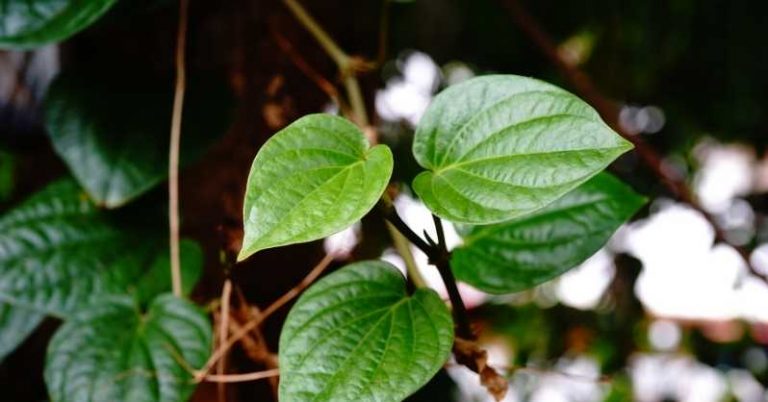 Piper Crocatum | Uses, Origin & Propagation - The Gardeners World