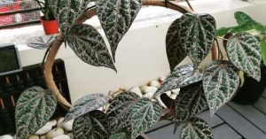 Piper Crocatum | Uses, Origin & Propagation - The Gardeners World